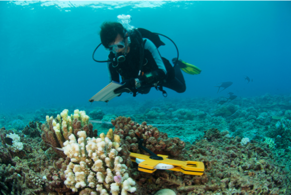 A Marine Biologist: The Ocean Explorer! 🌊 - The Educated Animal Kids