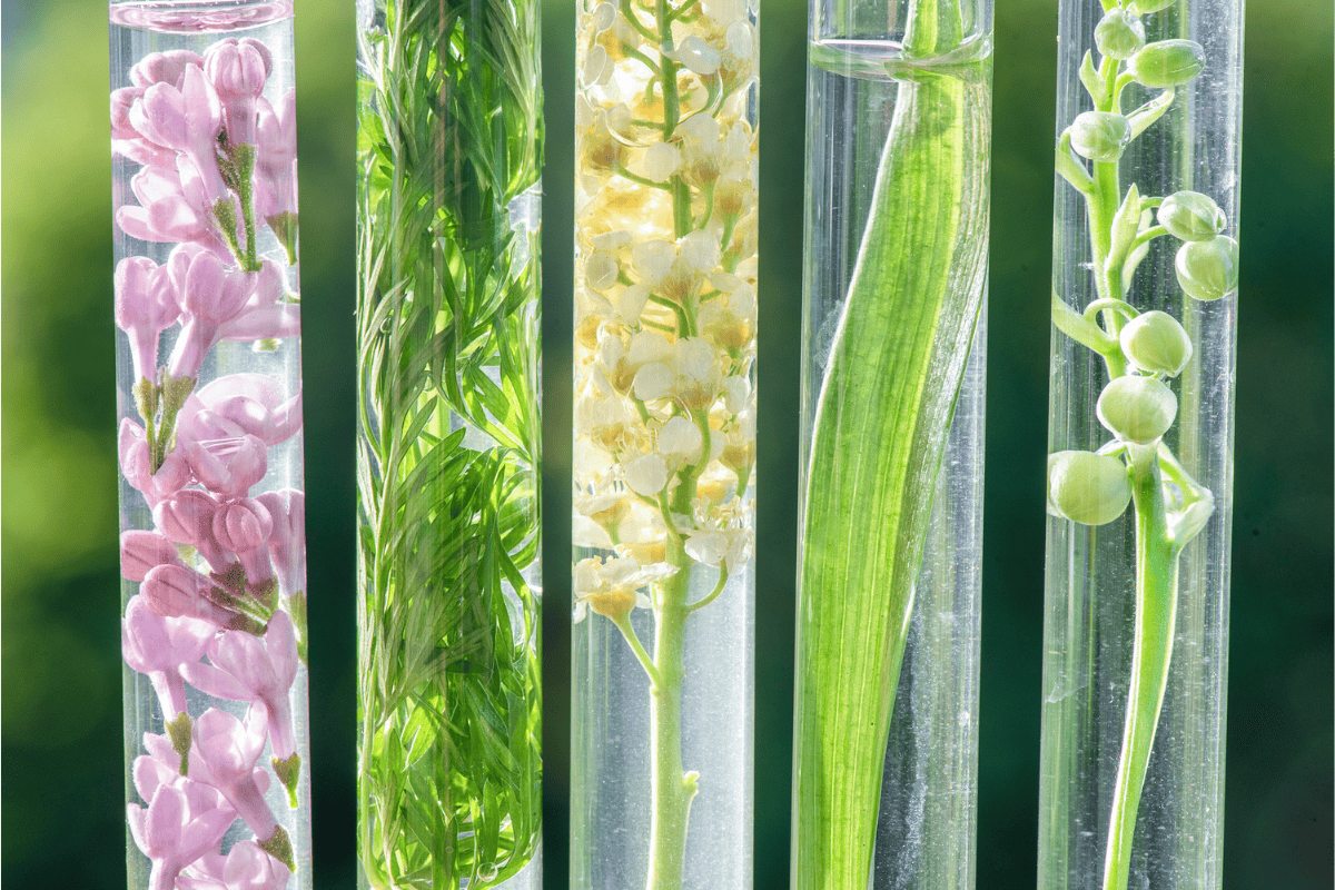 Botanist: The Plant Scientist -Kid Edition - The Educated Animal Kids